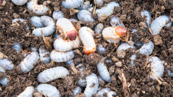 How to Get Rid of Grubs Naturally: 11 Proven Methods