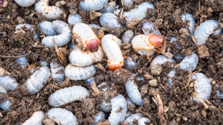 How to Get Rid of Grubs Naturally: 11 Proven Methods