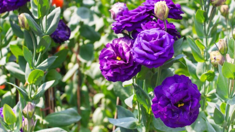 15 Flowers That Look Like Roses but Are Easier to Grow
