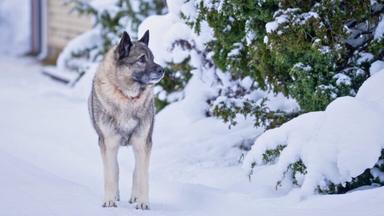 15 Dog Breeds That Love Snow More Than You Do