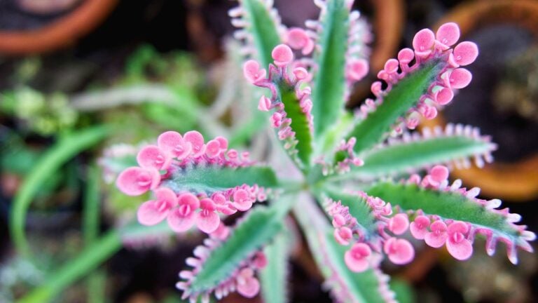 17 Gorgeous Pink-Leaved Plants That Are Stealing the Spotlight