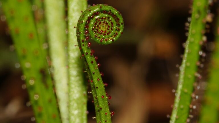 Nature's Deadly Garden: 13 Plants That Hunt Their Prey