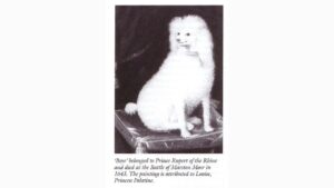 Poodles at War: Untold Stories of History’s Elegant Warriors