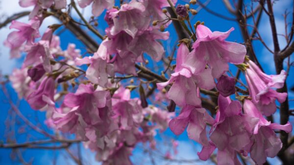 8 Purple Trees to Make Your Yard the Envy of the Block