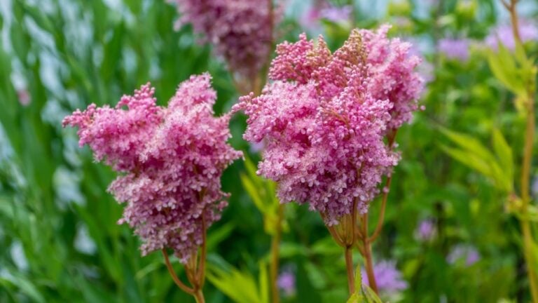 15 Gorgeous Pink Flowers That Add Color & Life to Any Garden