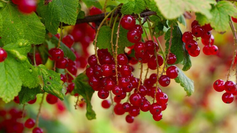 Brighten Your Winter Garden with These 16 Red Berry Shrubs