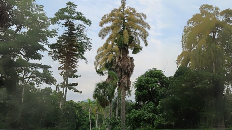 14 Rare Plants on the Brink of Extinction