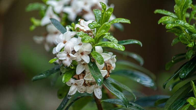 Turn Your Yard Into a Fragrant Paradise With These 15 Plants