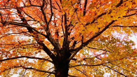 Small, Drought-Tolerant Trees: 15 Non-Invasive Picks for Your Yard