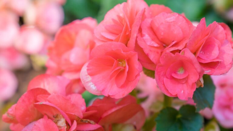 15 Flowers That Look Like Roses but Are Easier to Grow