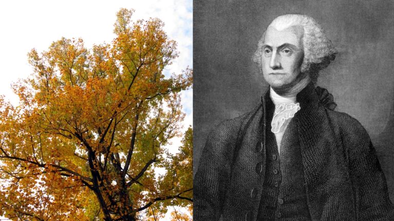 15 White House Trees Rooted in Love, Loss, and Legacy
