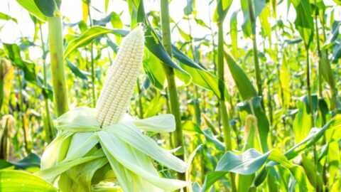 George Washington’s 20 Crops Shaped U.S. Farming Forever