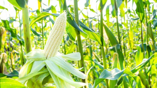 George Washington’s 20 Crops Shaped U.S. Farming Forever