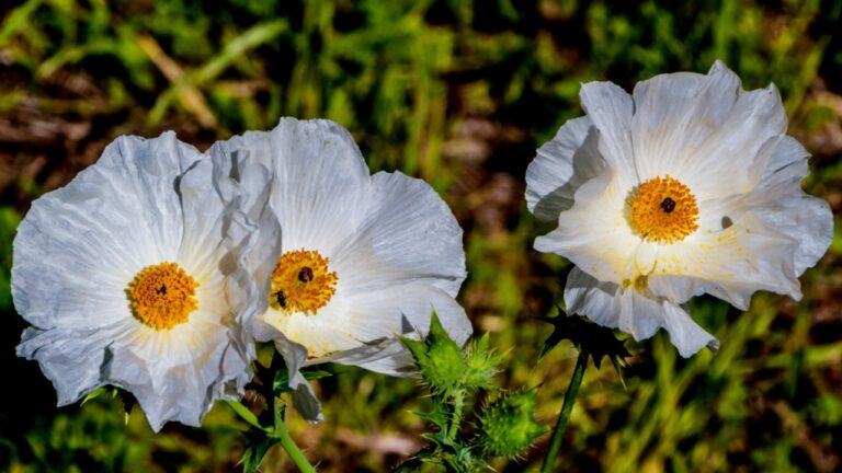Delicate Blooms Became Powerful Symbols of Defiance