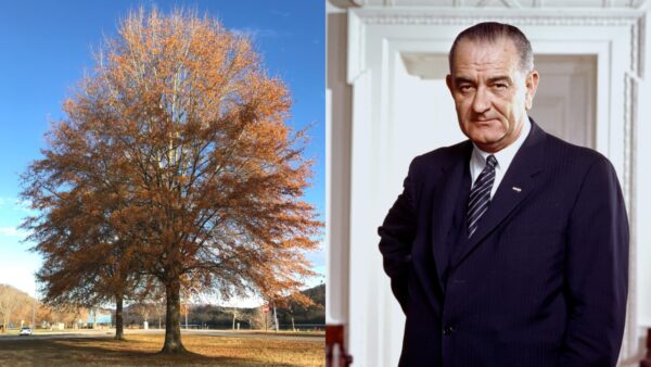 15 White House Trees Rooted in Love, Loss, and Legacy