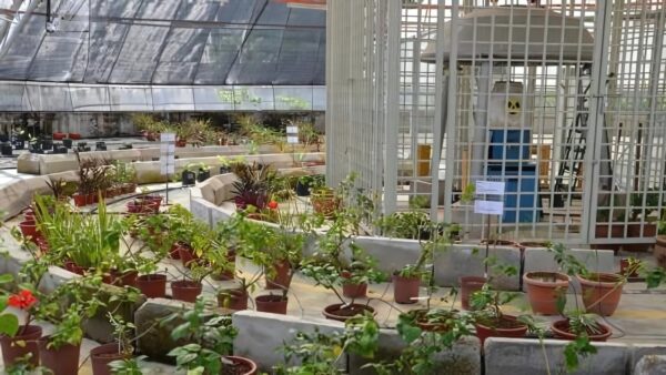 Atomic Gardening: A Cold War Experiment That Changed Crops Forever
