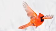 Cardinals Carry Powerful Messages—Here Are 15 to Know
