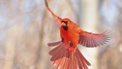 Cardinals Carry Powerful Messages—Here Are 15 to Know