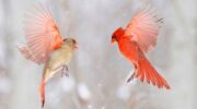 Cardinals Carry Powerful Messages—Here Are 15 to Know
