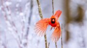 Cardinals Carry Powerful Messages—Here Are 15 to Know