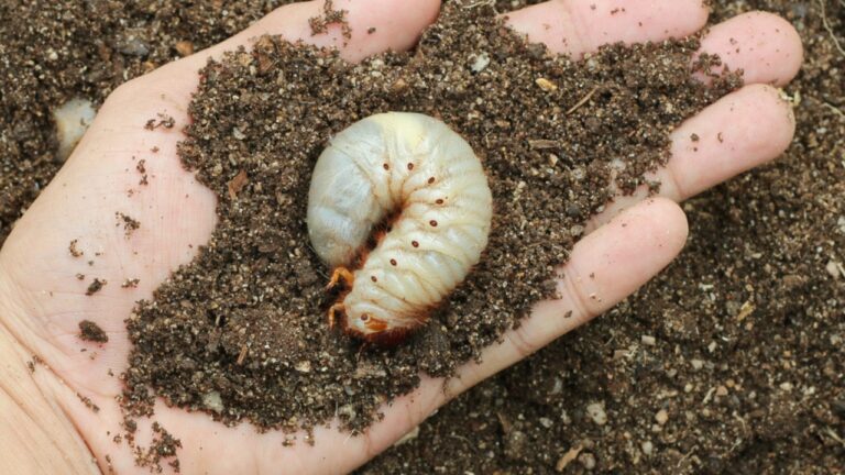 How to Get Rid of Grubs Naturally: 11 Proven Methods