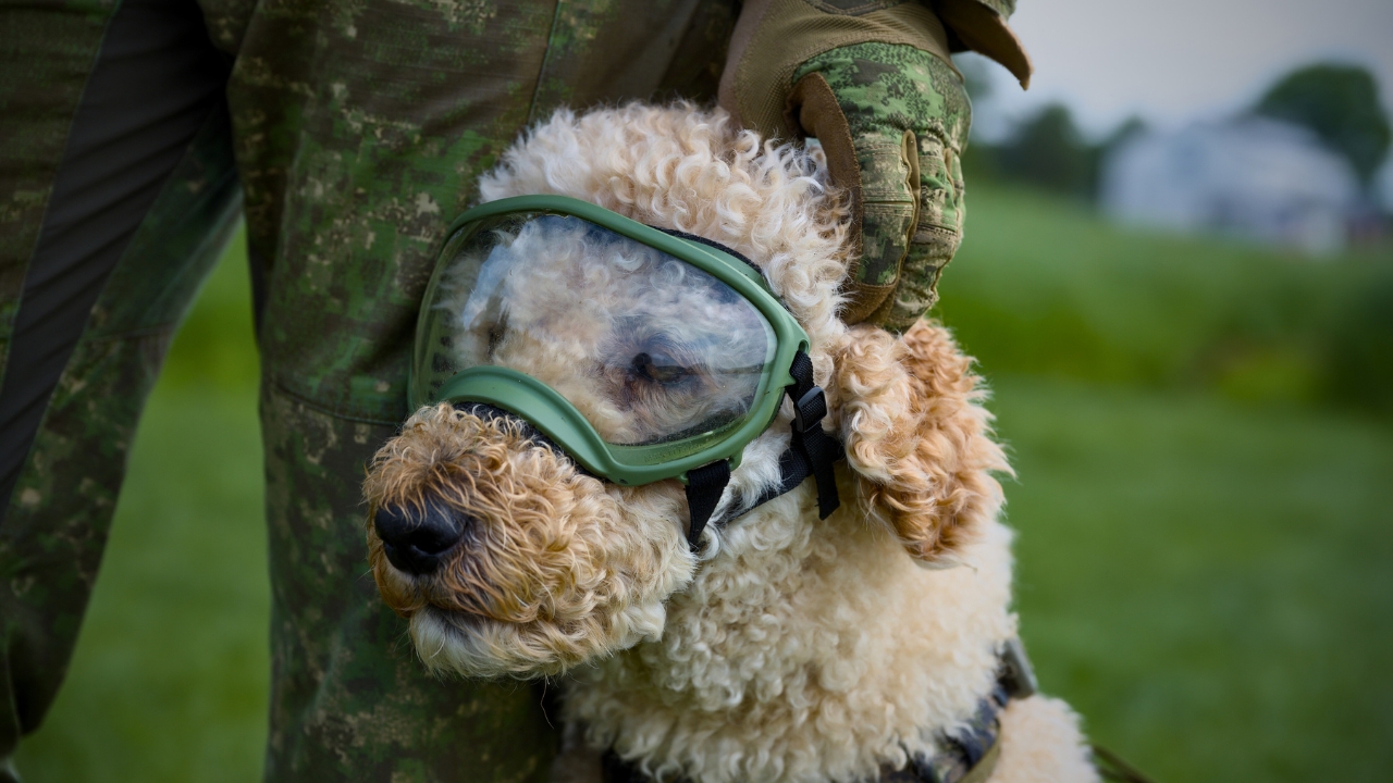 Poodles at War: Untold Stories of History’s Elegant Warriors