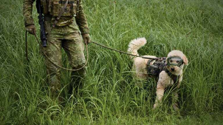 Poodles at War: Untold Stories of History’s Elegant Warriors