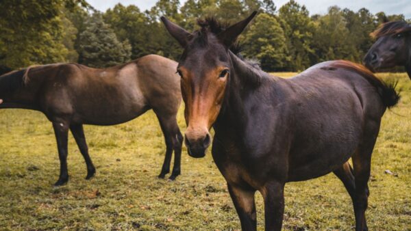 15 Facts About Mules That Will Change How You See Them