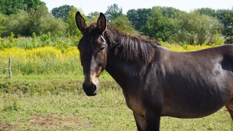 15 Facts About Mules That Will Change How You See Them