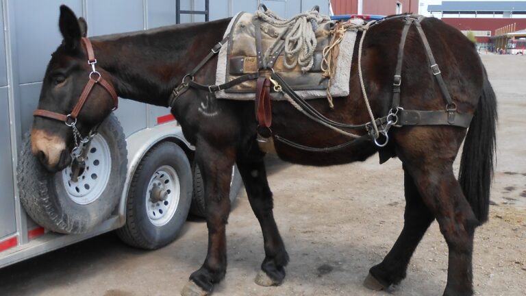 15 Facts About Mules That Will Change How You See Them