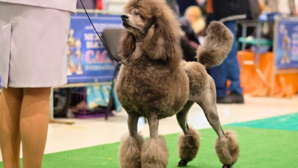 Poodles Once Hunted Ducks—Here’s How They Became Show Stars