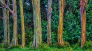 Meet the Rainbow Eucalyptus: Nature’s Most Colorful Tree