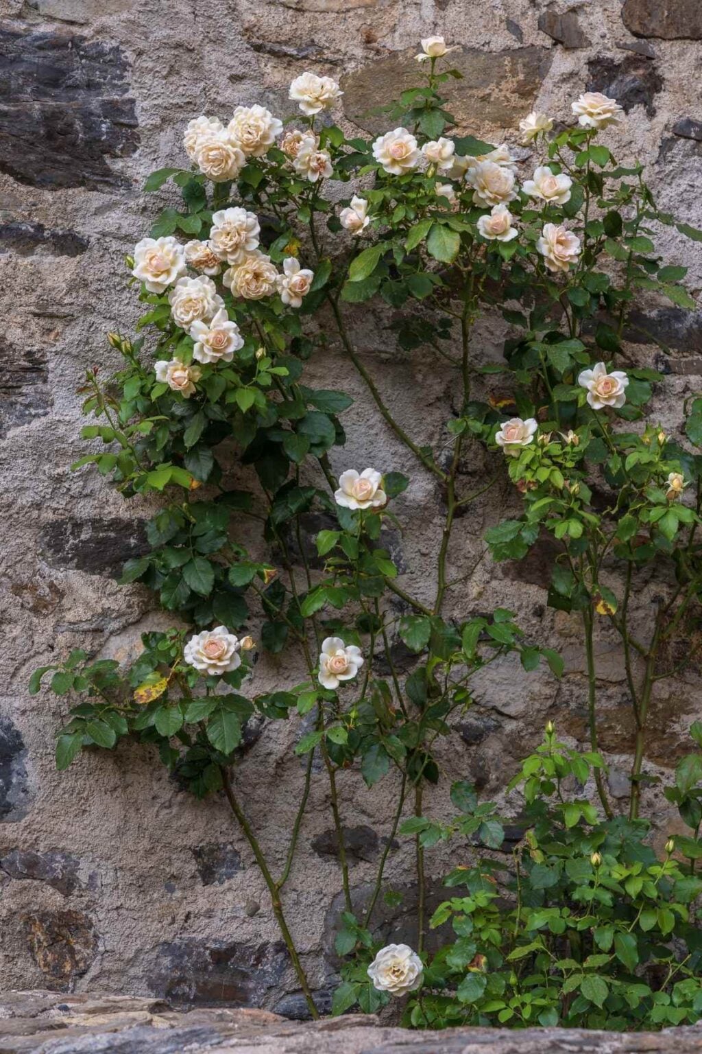 The Hidden Secrets to Growing Dreamy Climbing Roses (Even Beginners Can ...