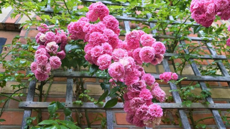 The Hidden Secrets to Growing Dreamy Climbing Roses (Even Beginners Can ...