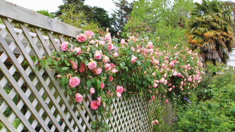 The Hidden Secrets to Growing Dreamy Climbing Roses (Even Beginners Can ...