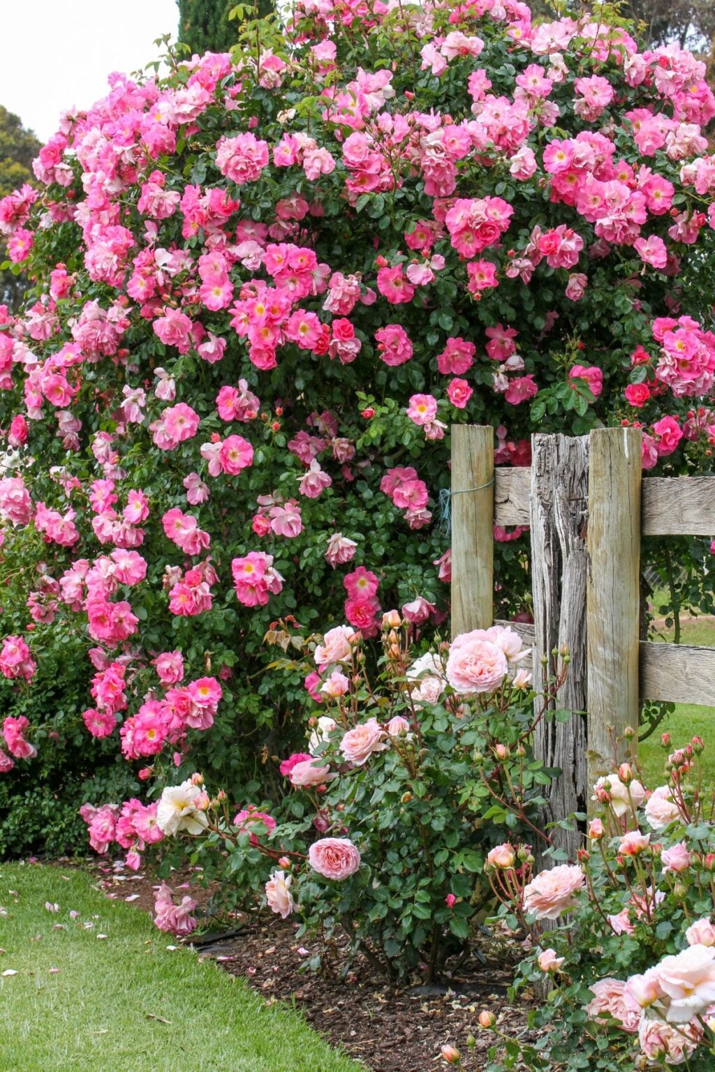 The Hidden Secrets to Growing Dreamy Climbing Roses (Even Beginners Can ...